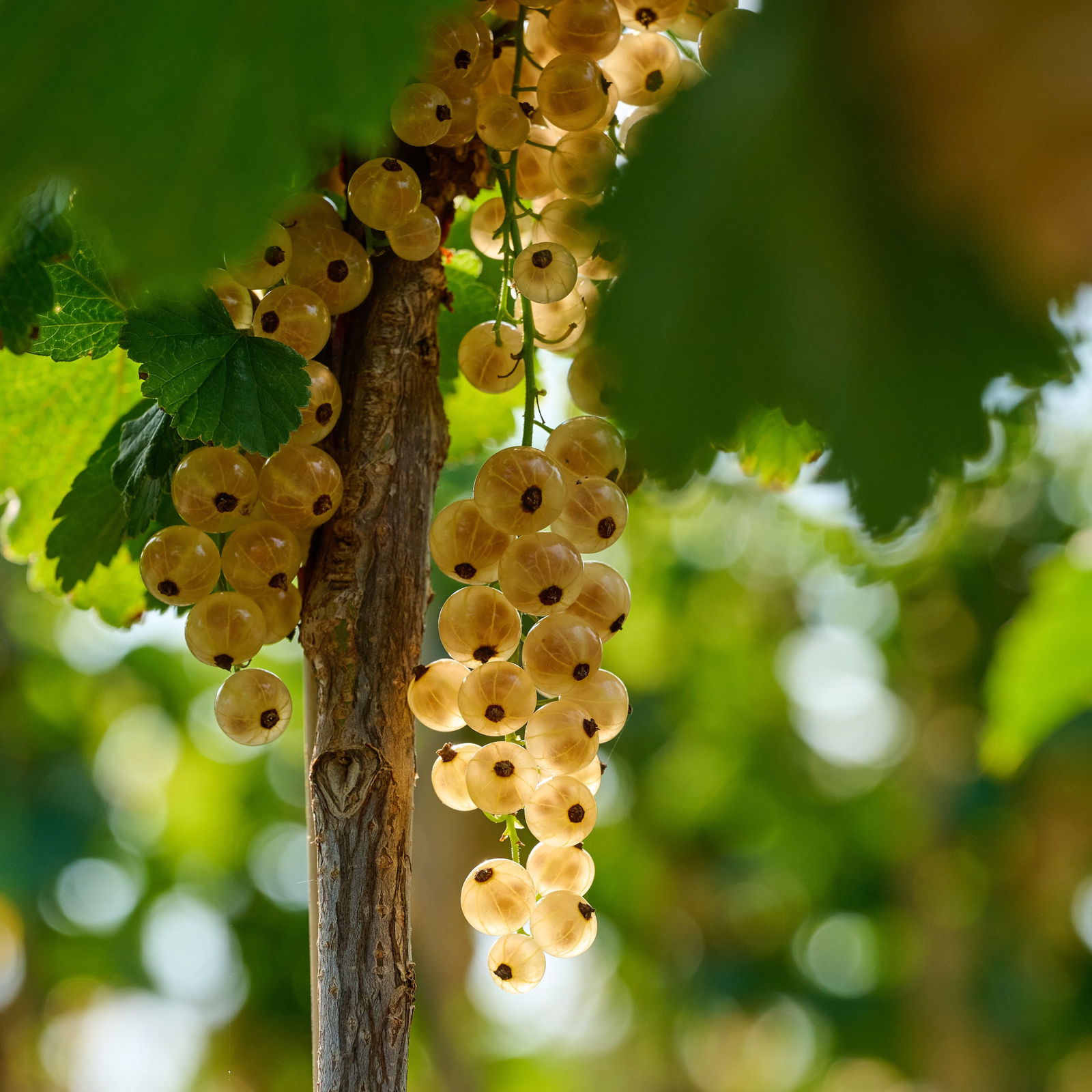 Weiße Johannisbeere Weiße Versailler - Ribes sativum Weiße Versailler ...