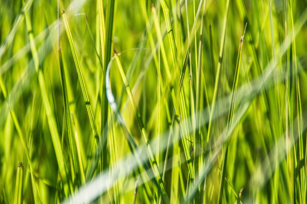 Zwerg Lampenputzergras Little Bunny - Pennisetum alopecuroides Little ...
