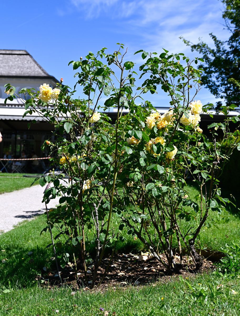 Strauchrose Postillion - Rosa Postillion günstig kaufen