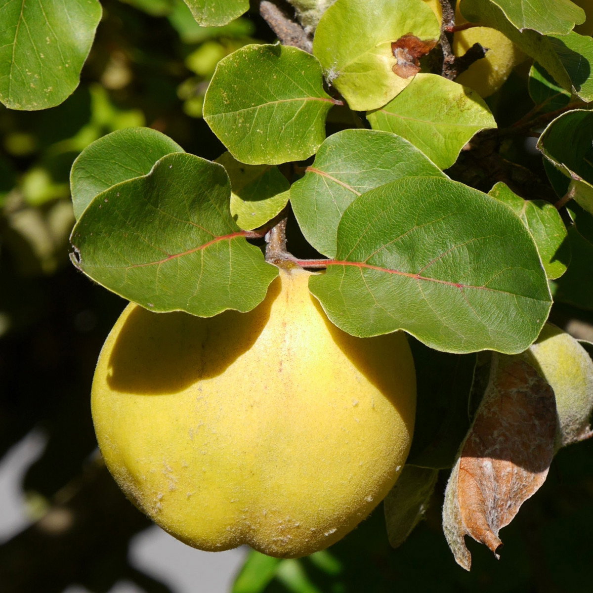 Cydonia Konstantinopeler Apfelquitte - jetzt günstig online kaufen bei ...