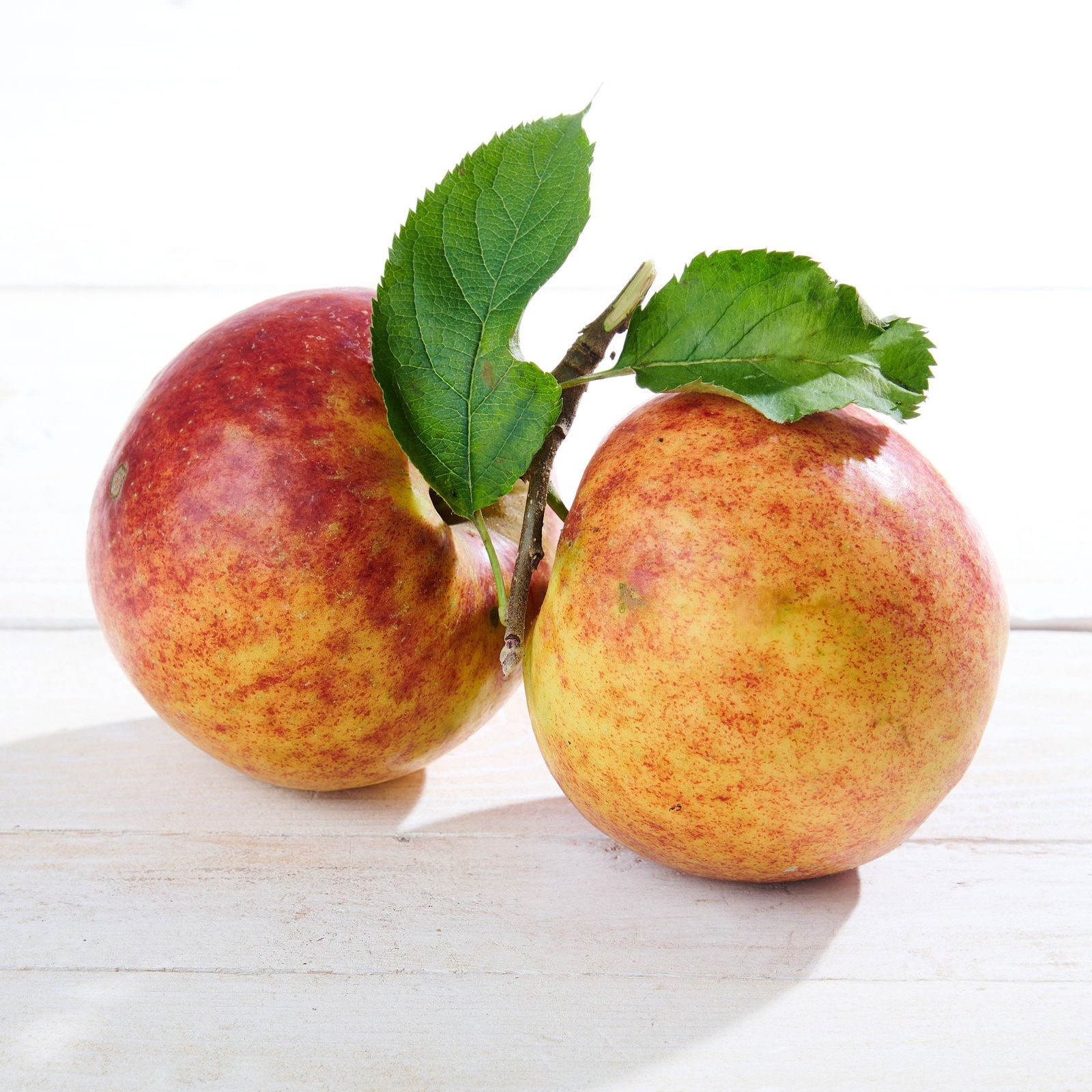 Apfel Jonagored® - Malus Jonagored® günstig kaufen