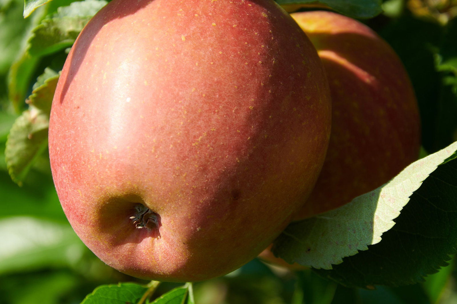 Apfel Rubinette - Malus Rubinette günstig kaufen