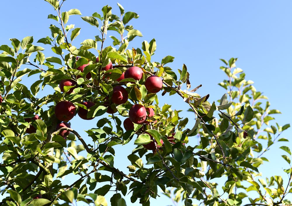 Malus Topaz - Apfel Topaz | jetzt günstig online kaufen bei pflanzmich.de!