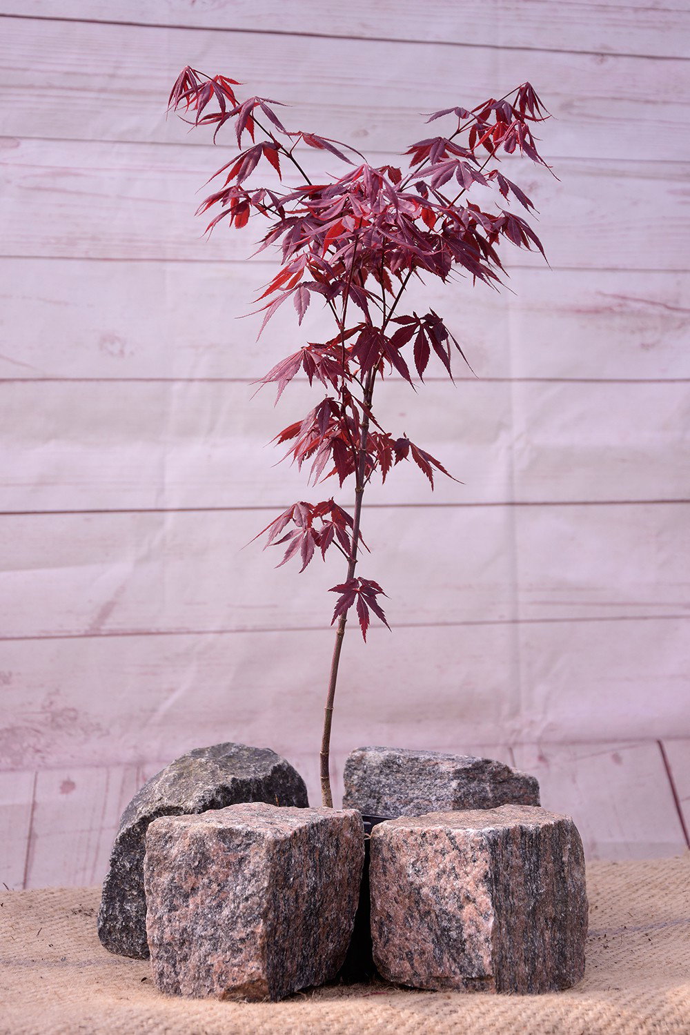 Roter Fächer-Ahorn - Acer palmatum Atropurpureum günstig kaufen