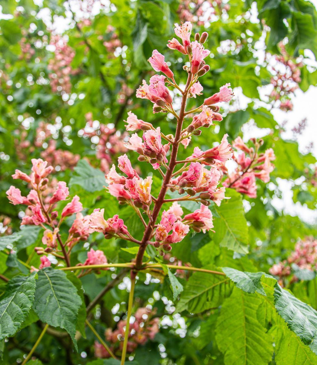 Purpurkastanie - Aesculus carnea günstig kaufen