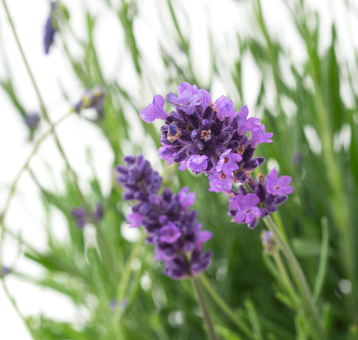 Lavendel Gnstig Kaufen
