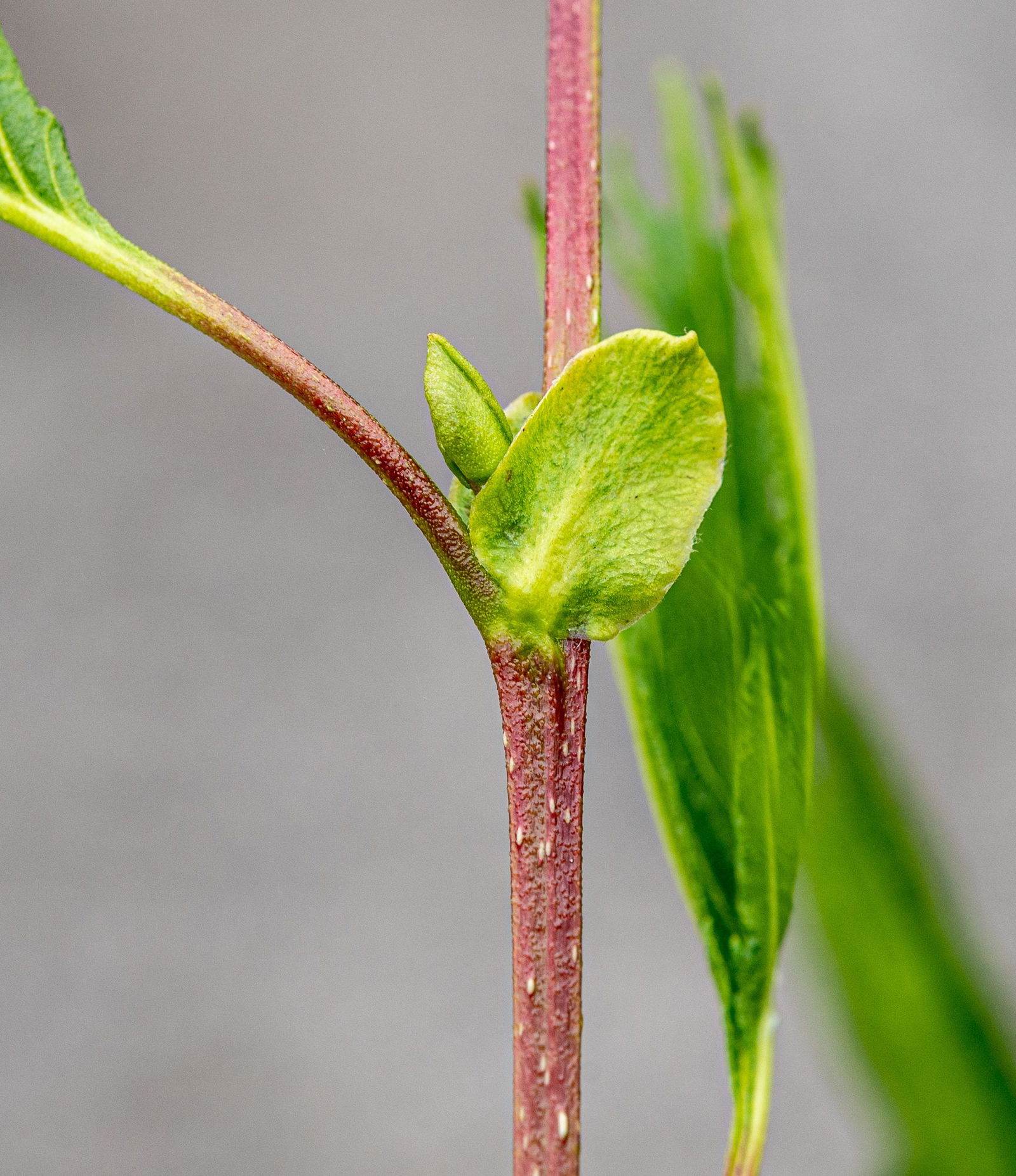 Kaiser- Erle Imperialis - Alnus glutinosa Imperialis günstig kaufen