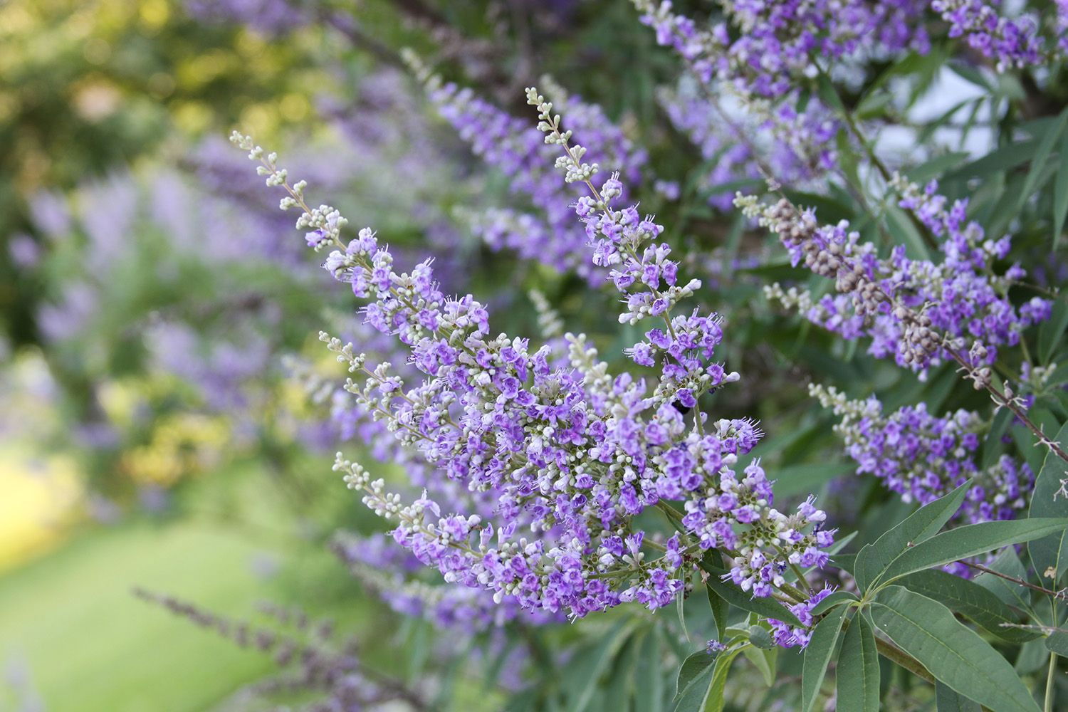 Mönchspfeffer Galactic Pink® - Vitex agnus castus Galactic Pink ...