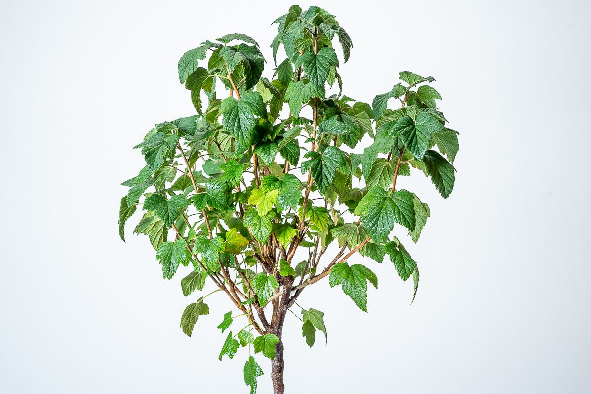 Schwarze Johannisbeere Titania - Ribes nigrum Titania günstig kaufen