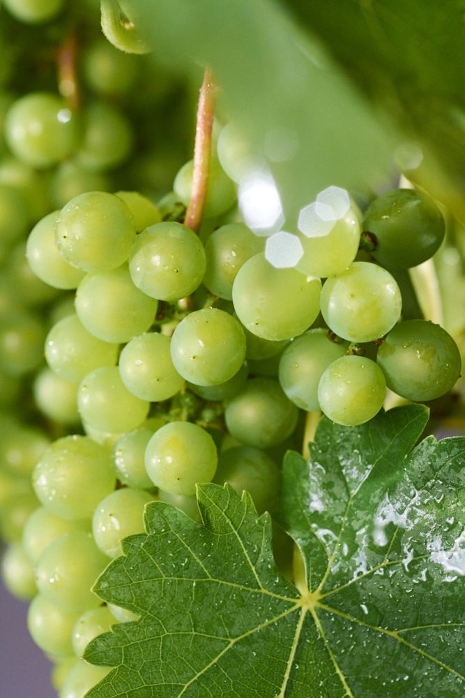 Vitis Muscat Bleu - Tafeltraube Muscat Bleu | jetzt günstig online ...