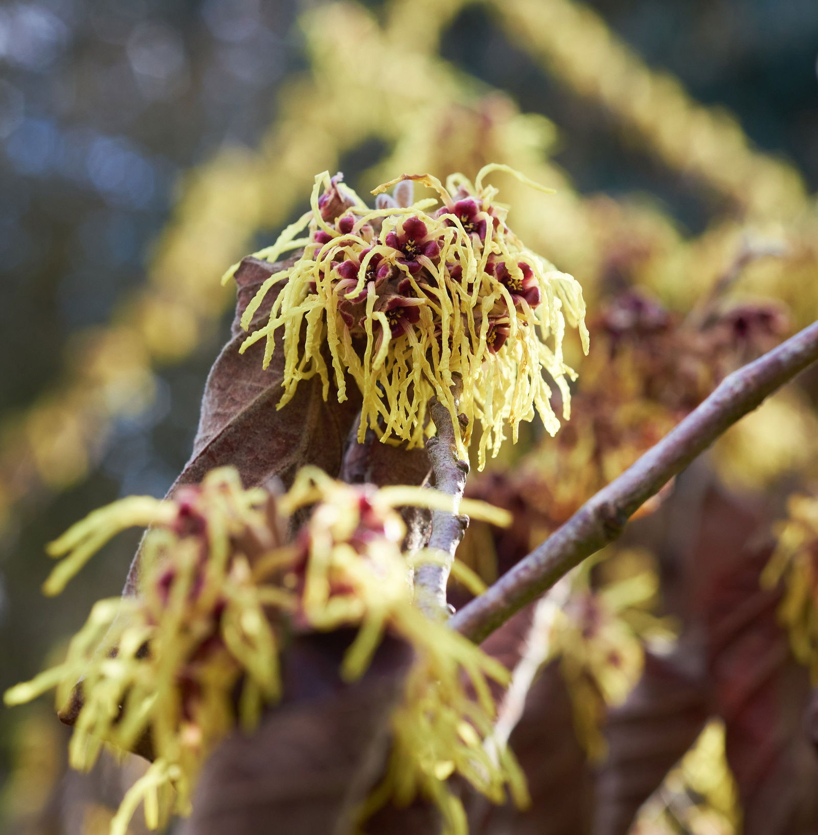 Zaubernuss Sunburst - Hamamelis interm. Sunburst günstig kaufen