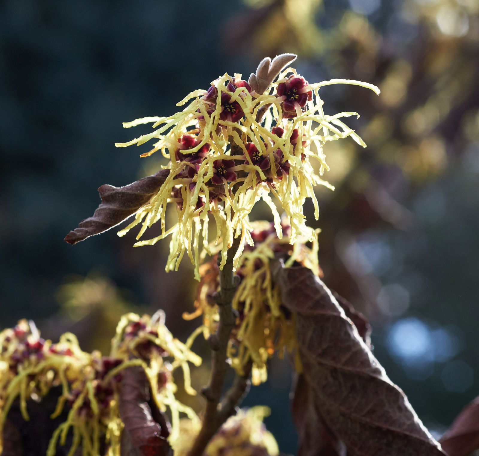 Zaubernuss Sunburst - Hamamelis interm. Sunburst günstig kaufen