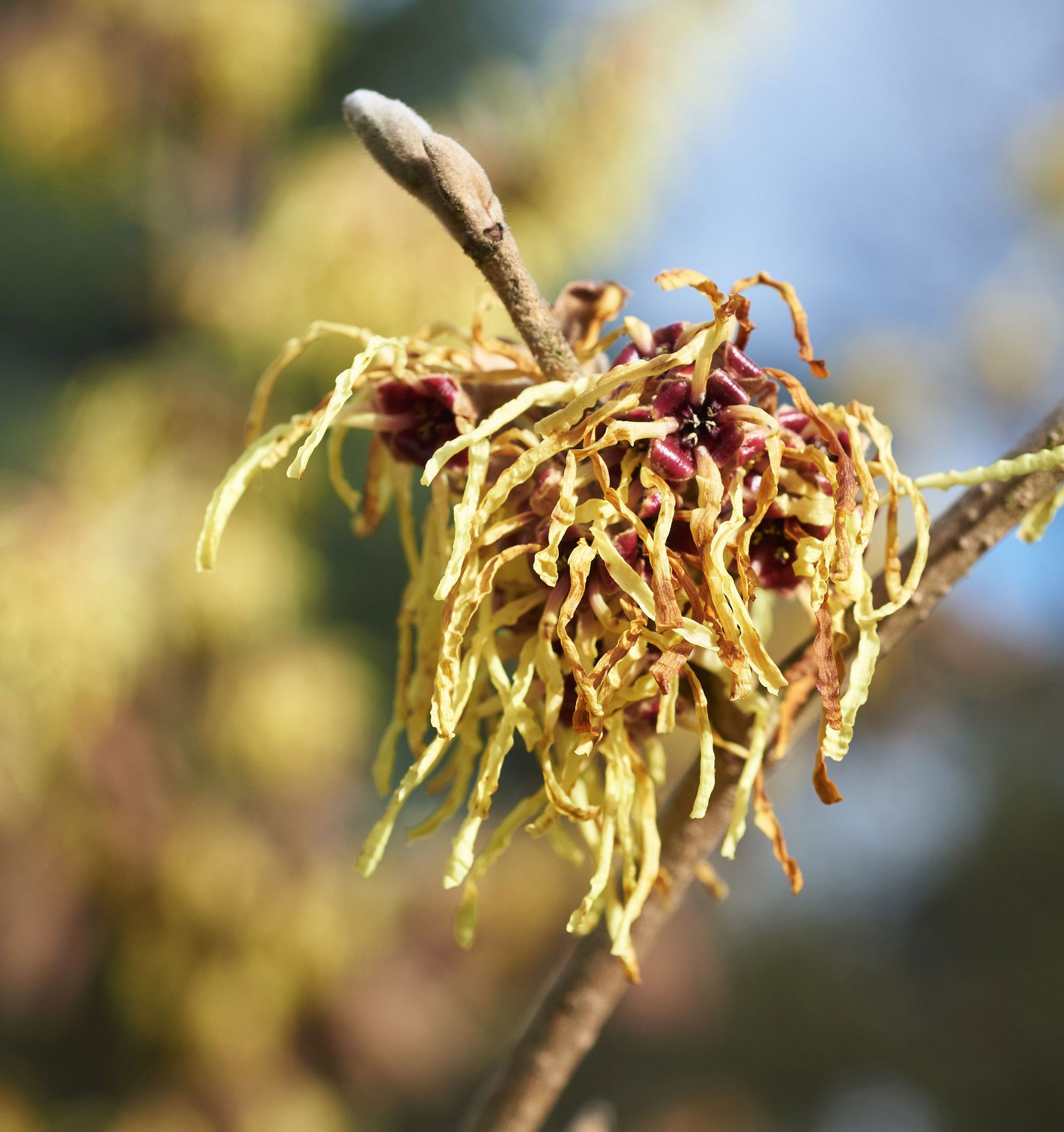 Zaubernuss Sunburst - Hamamelis interm. Sunburst günstig kaufen
