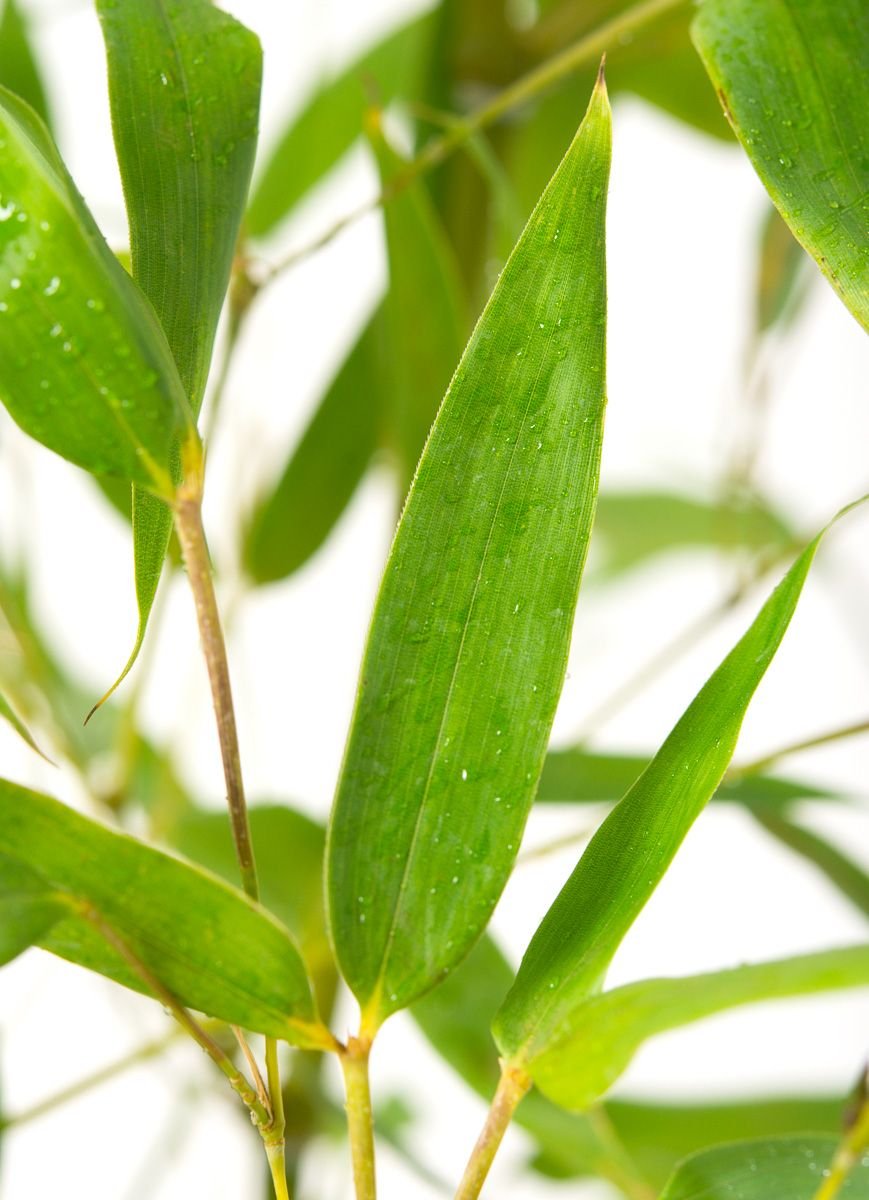 Grüner Bambus - Phyllostachys bissetii günstig kaufen