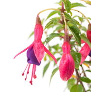 fuchsia 'tom thumb
