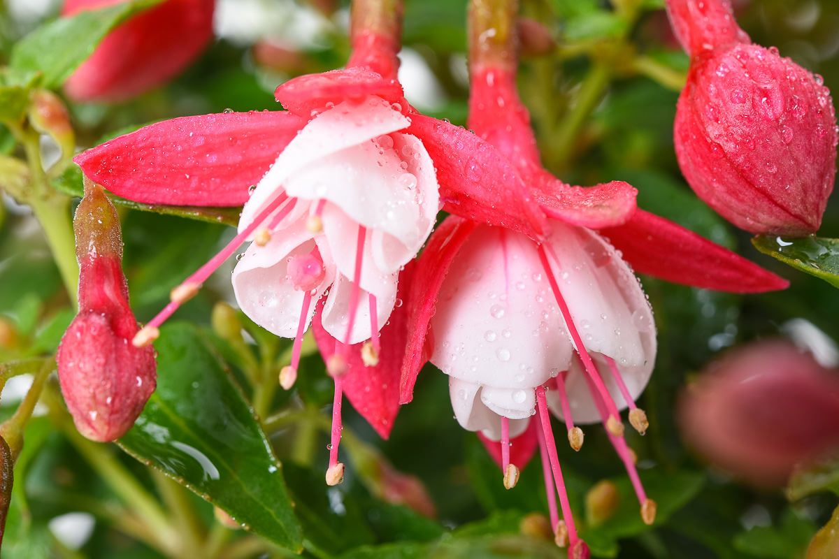 Fuchsie Lady Thumb - Fuchsia Hybride Lady Thumb günstig kaufen