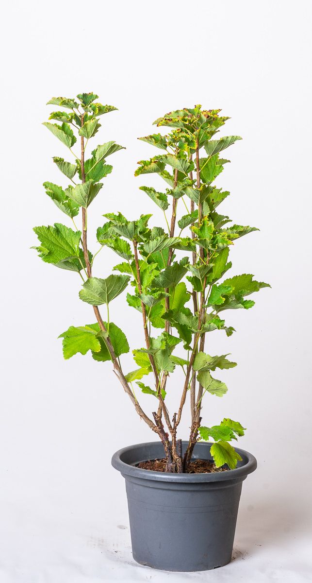 Johannisbeere Werdavia - Ribes sativum Werdavia günstig kaufen