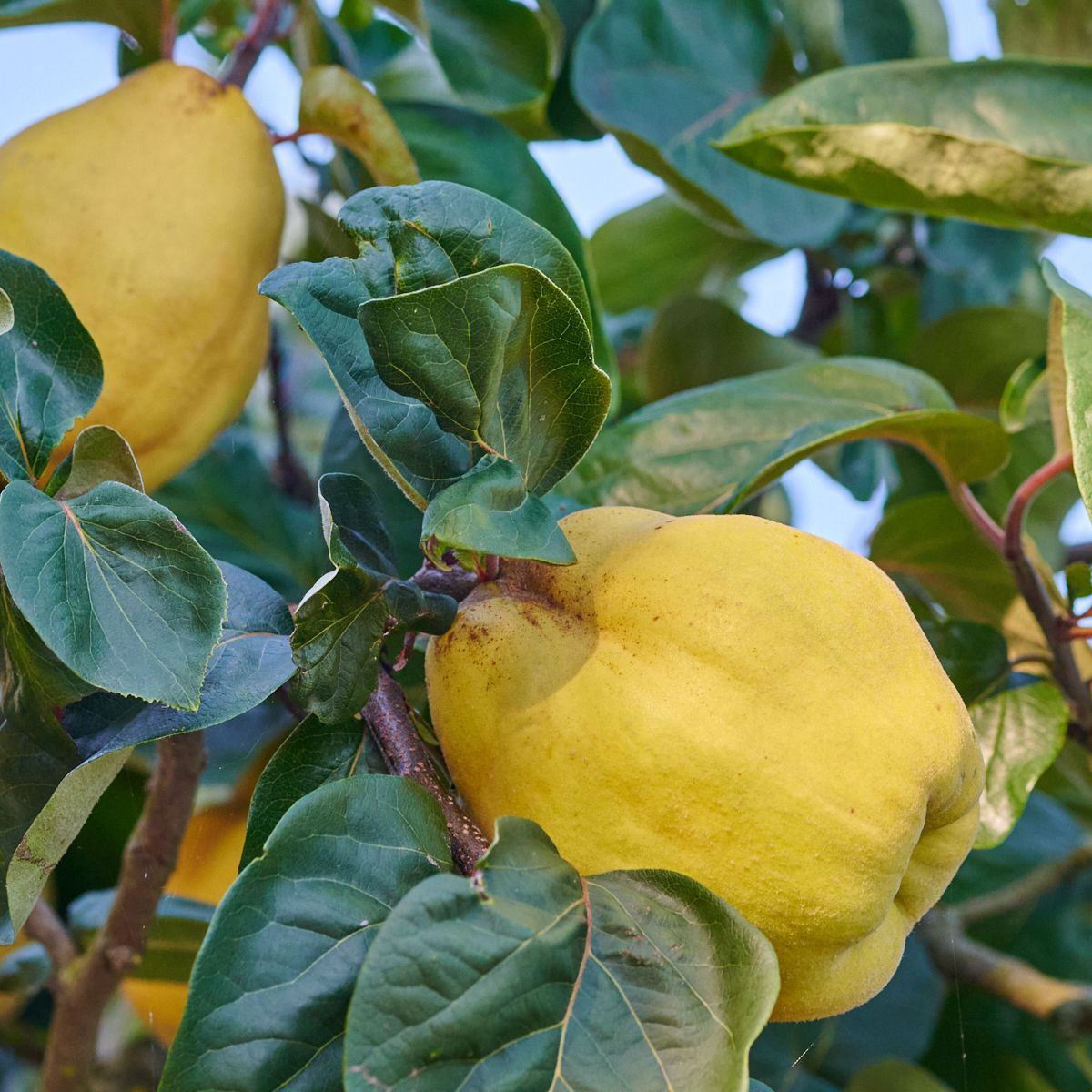 Bio Quitte Ronda - Bio Cydonia oblonga Ronda günstig kaufen