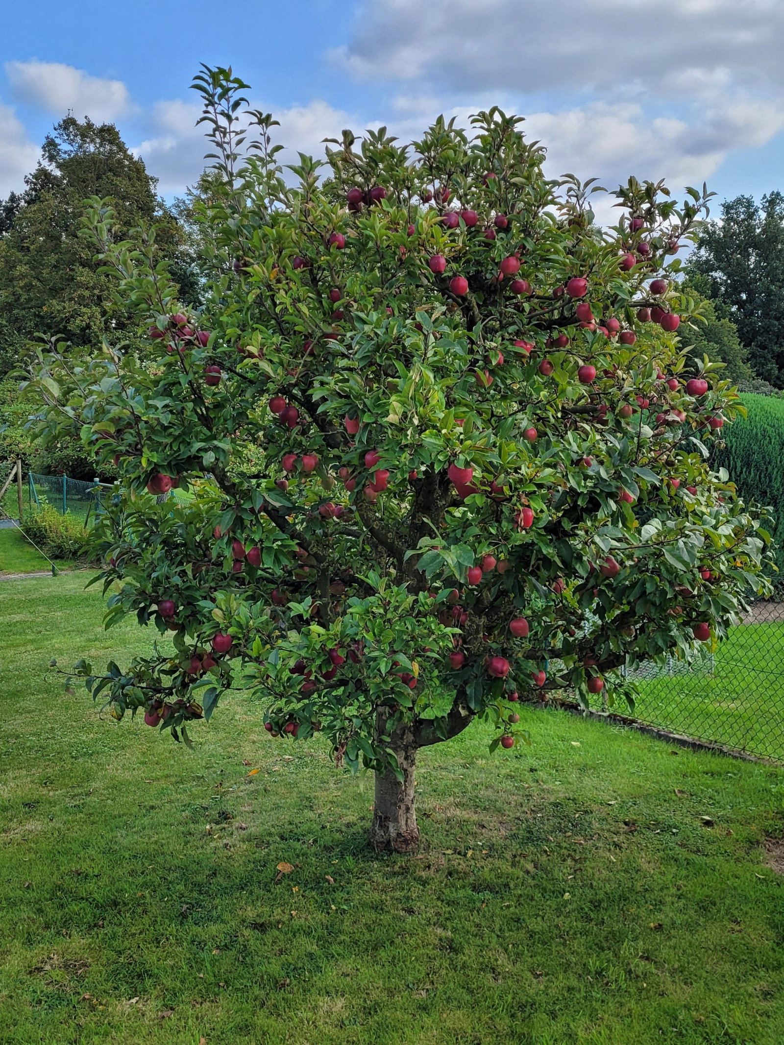 Malus Gloster - Apfel Gloster | jetzt günstig online kaufen bei ...