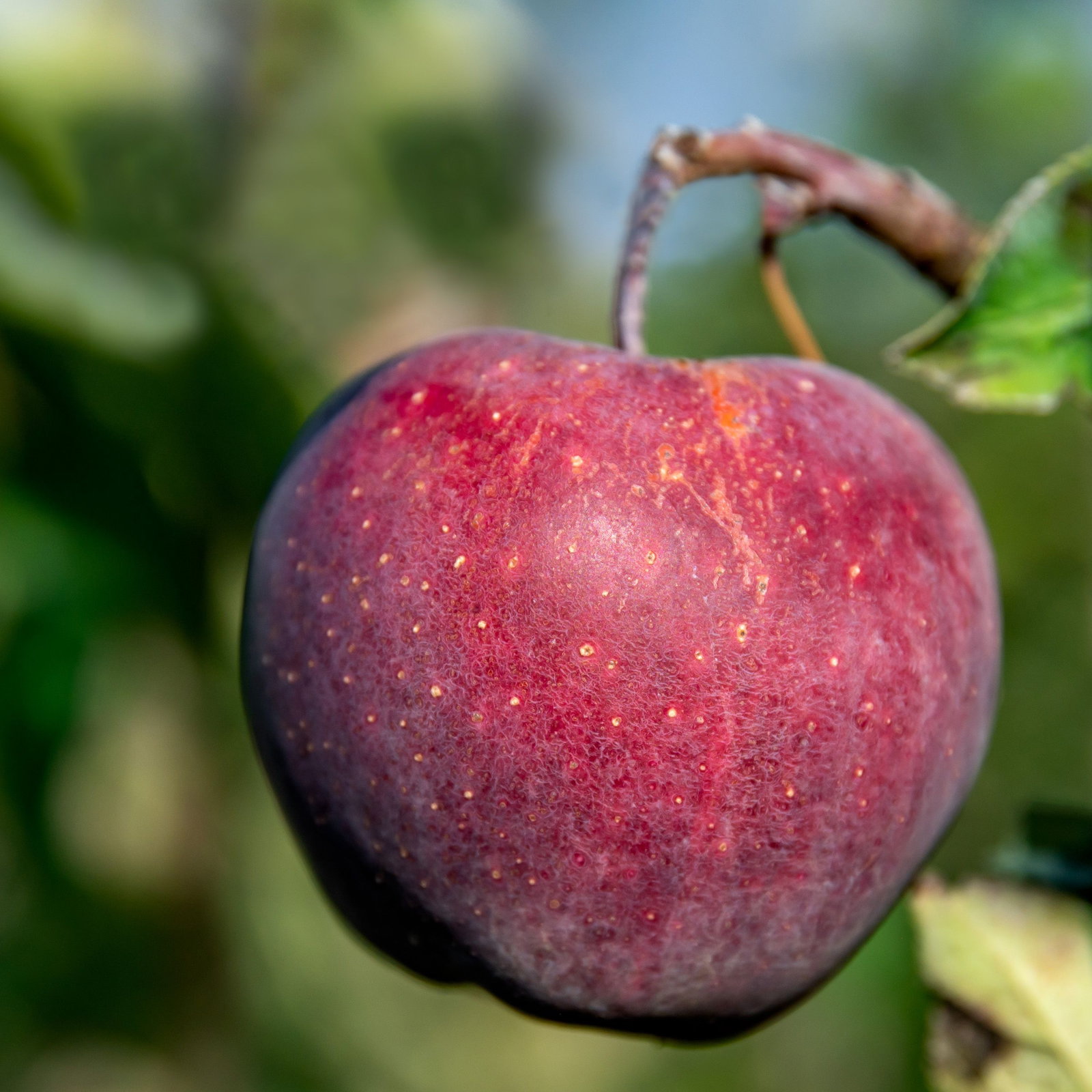 Malus Gloster - Apfel Gloster | jetzt günstig online kaufen bei ...