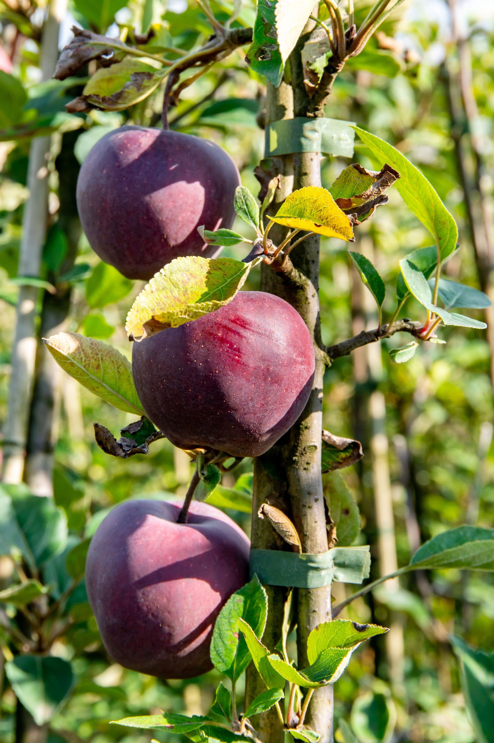 Malus Gloster - Apfel Gloster | jetzt günstig online kaufen bei ...