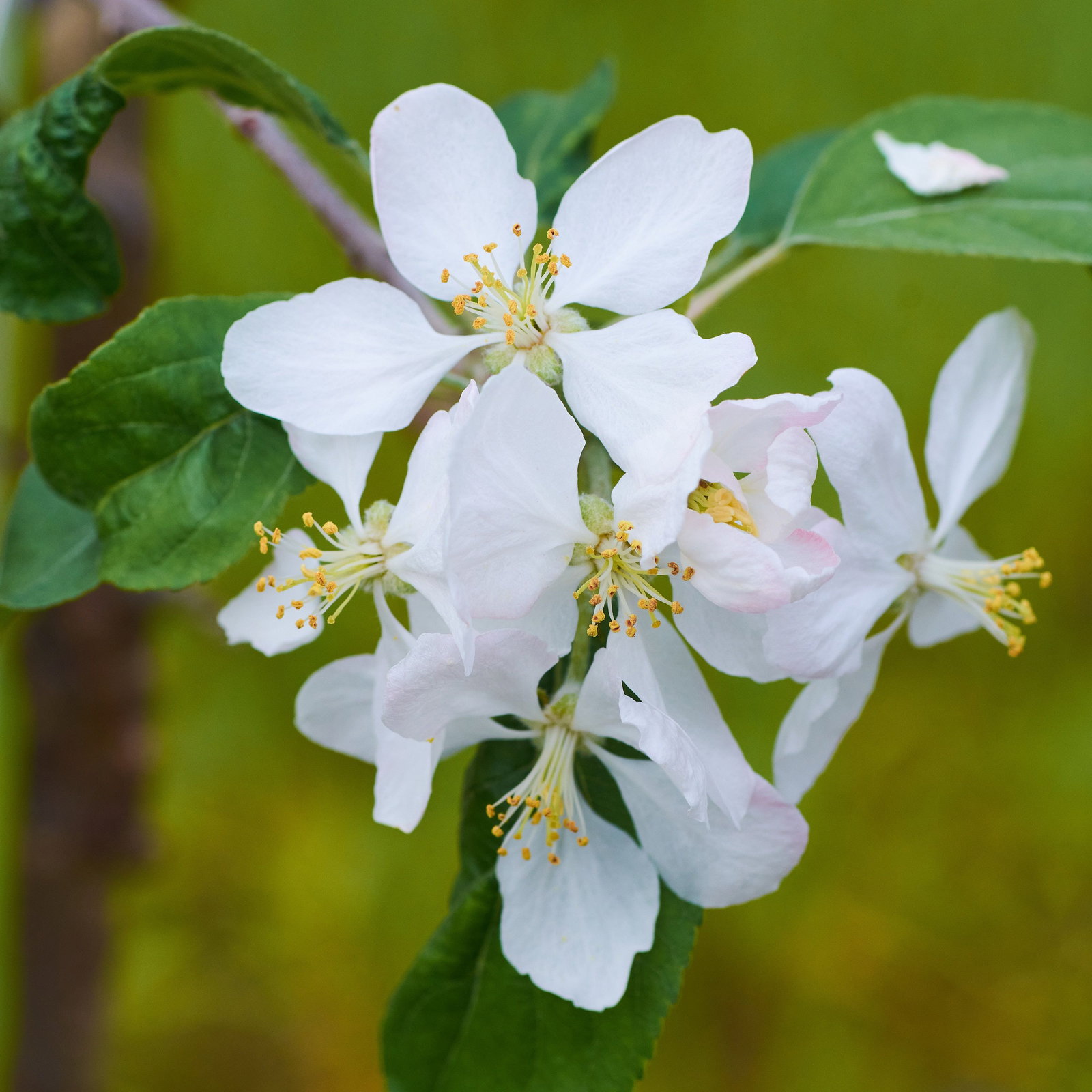 Malus Gloster - Apfel Gloster | jetzt günstig online kaufen bei ...