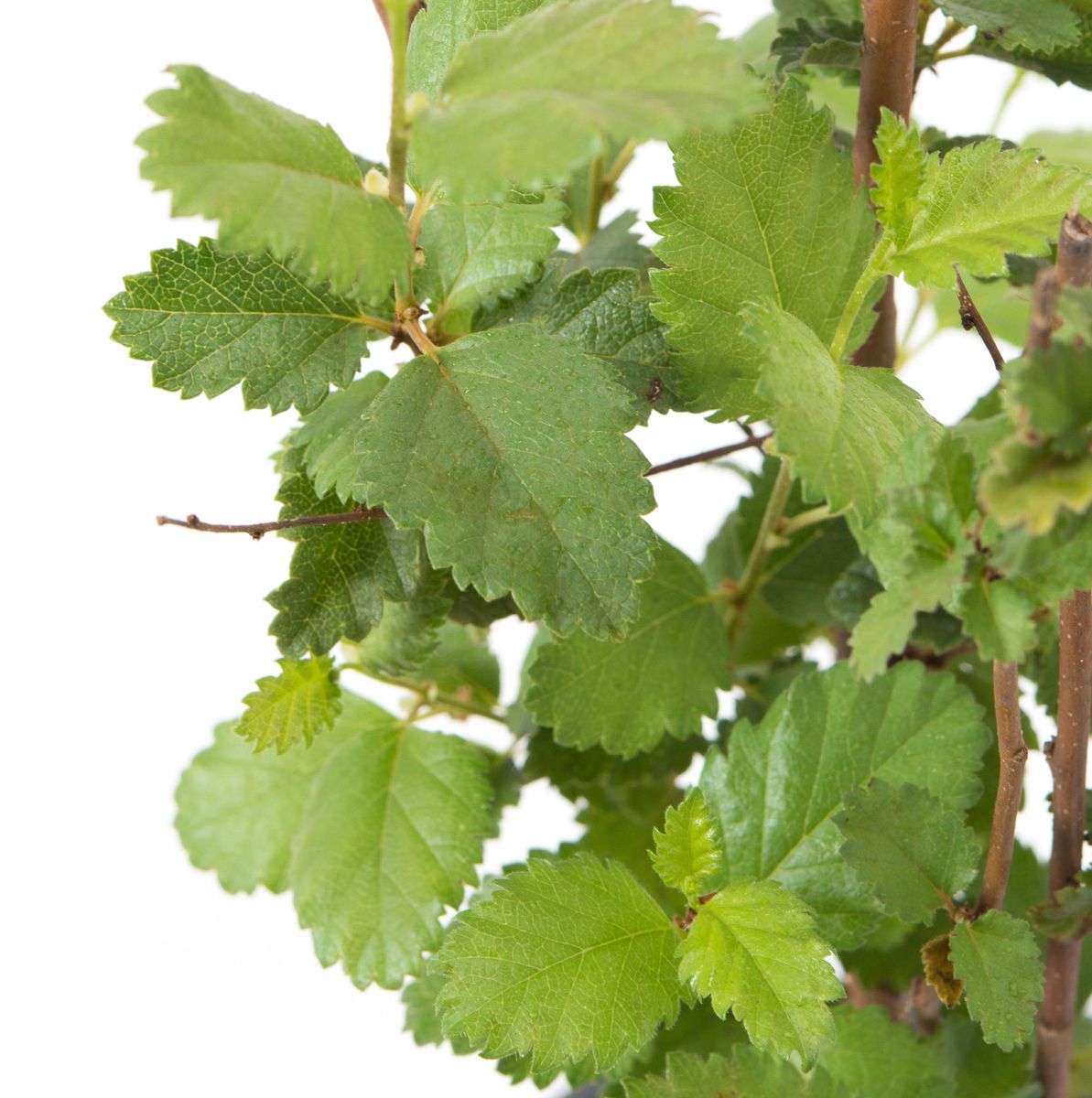 Strauchbirke - Betula humilis günstig kaufen