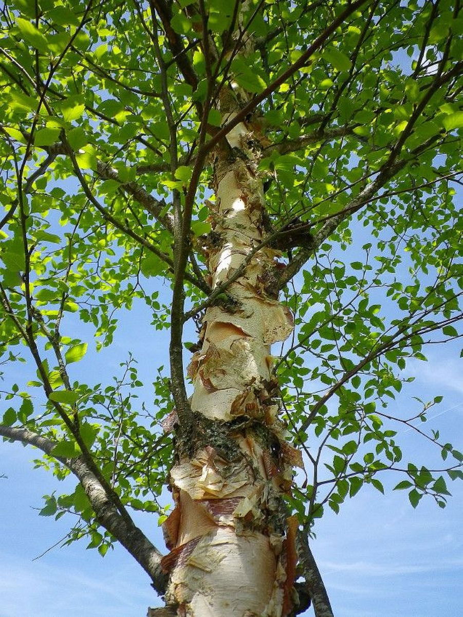 Papier-Birke - Betula papyrifera günstig kaufen