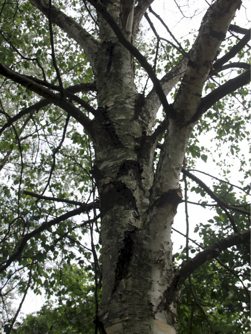 Papier-Birke - Betula papyrifera günstig kaufen