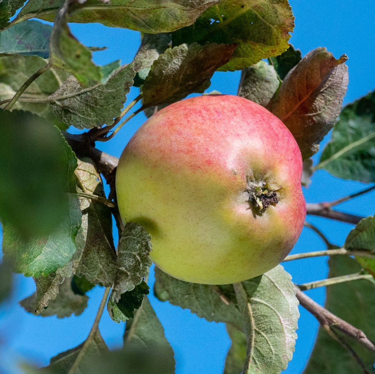 Apfel Nela - Malus Nela günstig kaufen