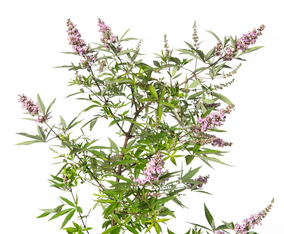Mönchspfeffer Rosea - Vitex agnus castus Rosea günstig kaufen