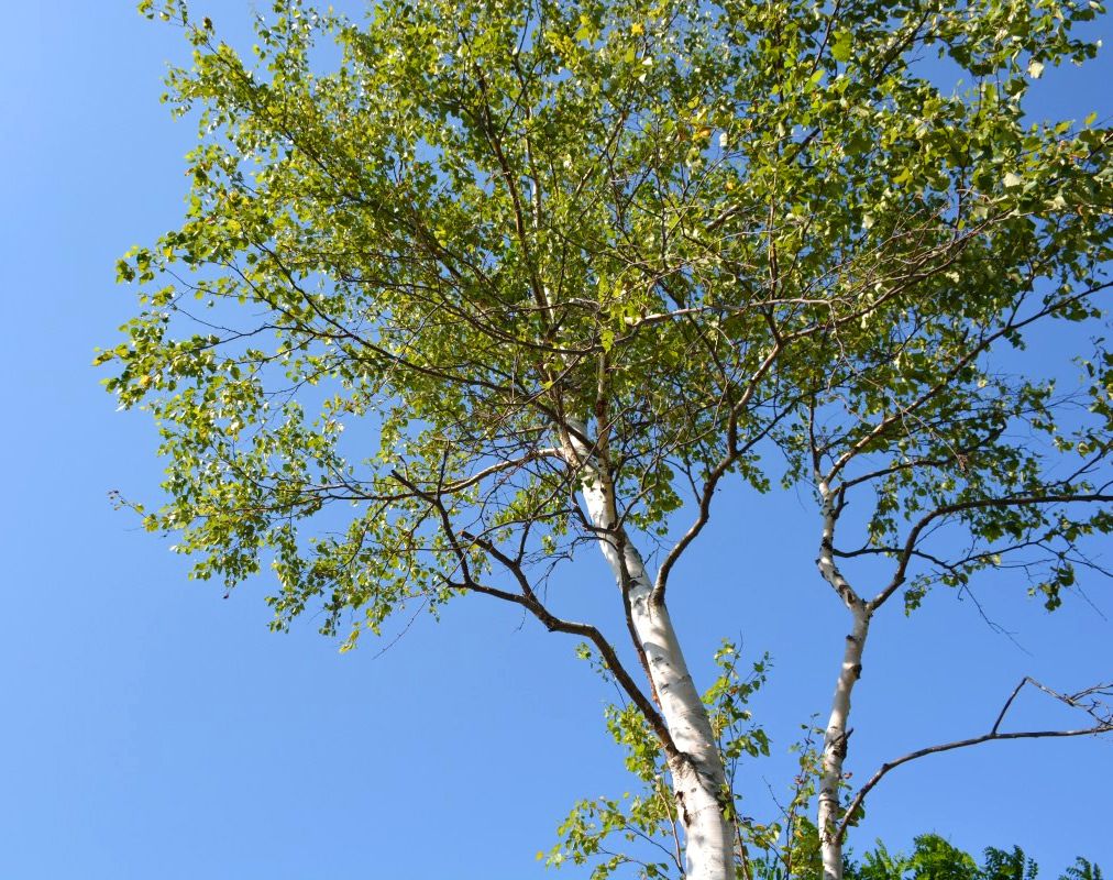 Papier-Birke - Betula papyrifera günstig kaufen