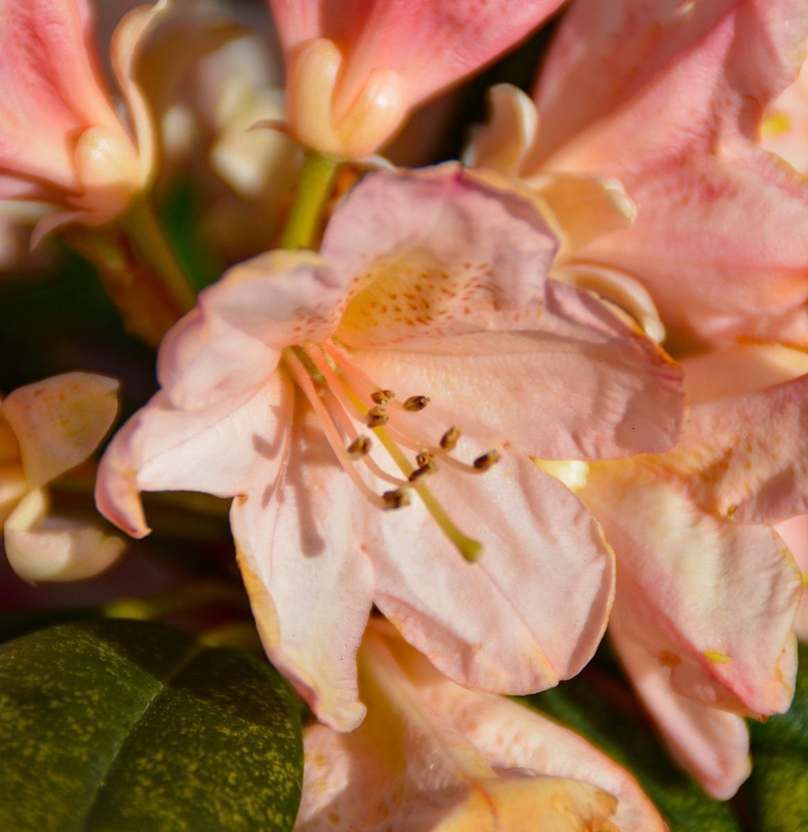 Rhododendron Percy Wiseman - Rhododendron yakushimanum Percy Wiseman ...