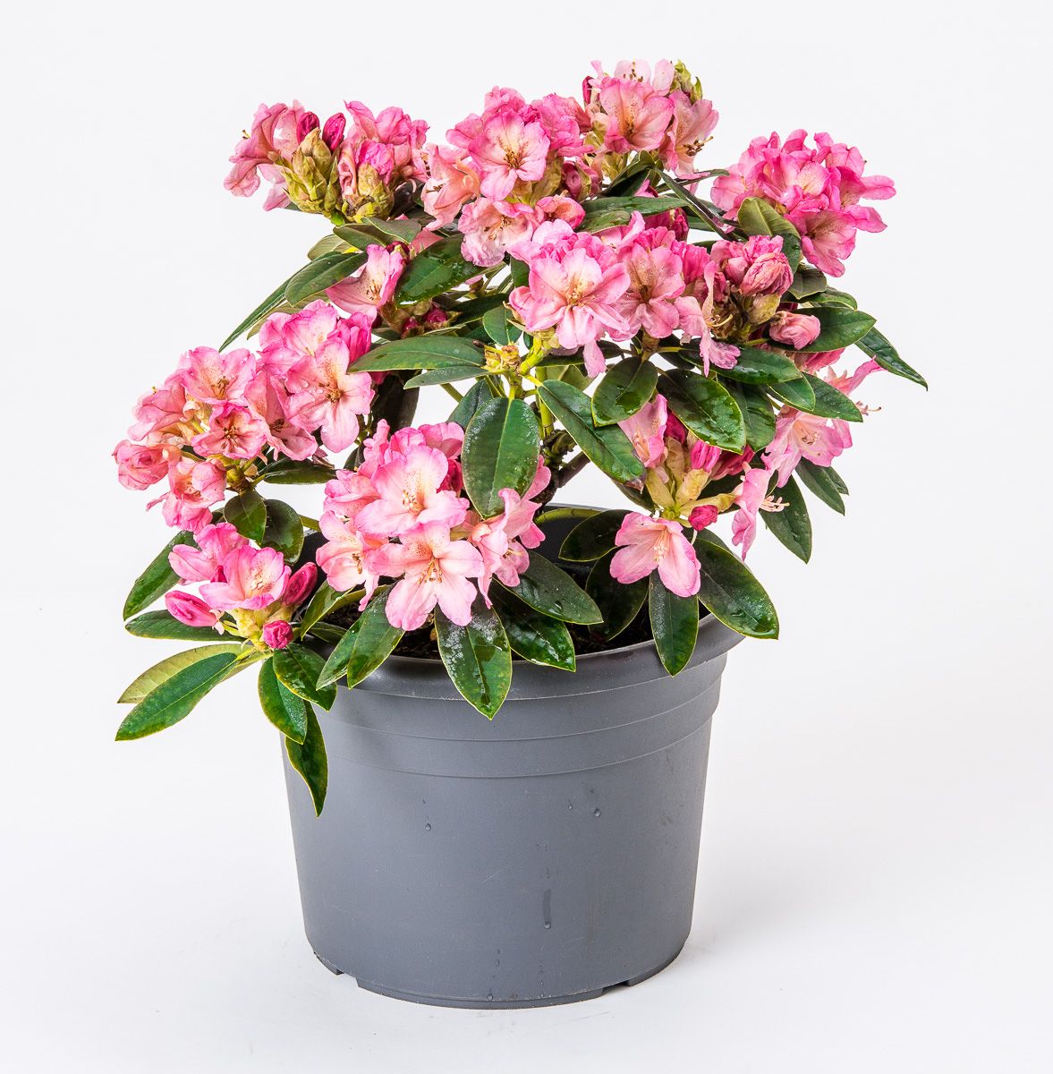 Rhododendron Percy Wiseman - Rhododendron yakushimanum Percy Wiseman ...