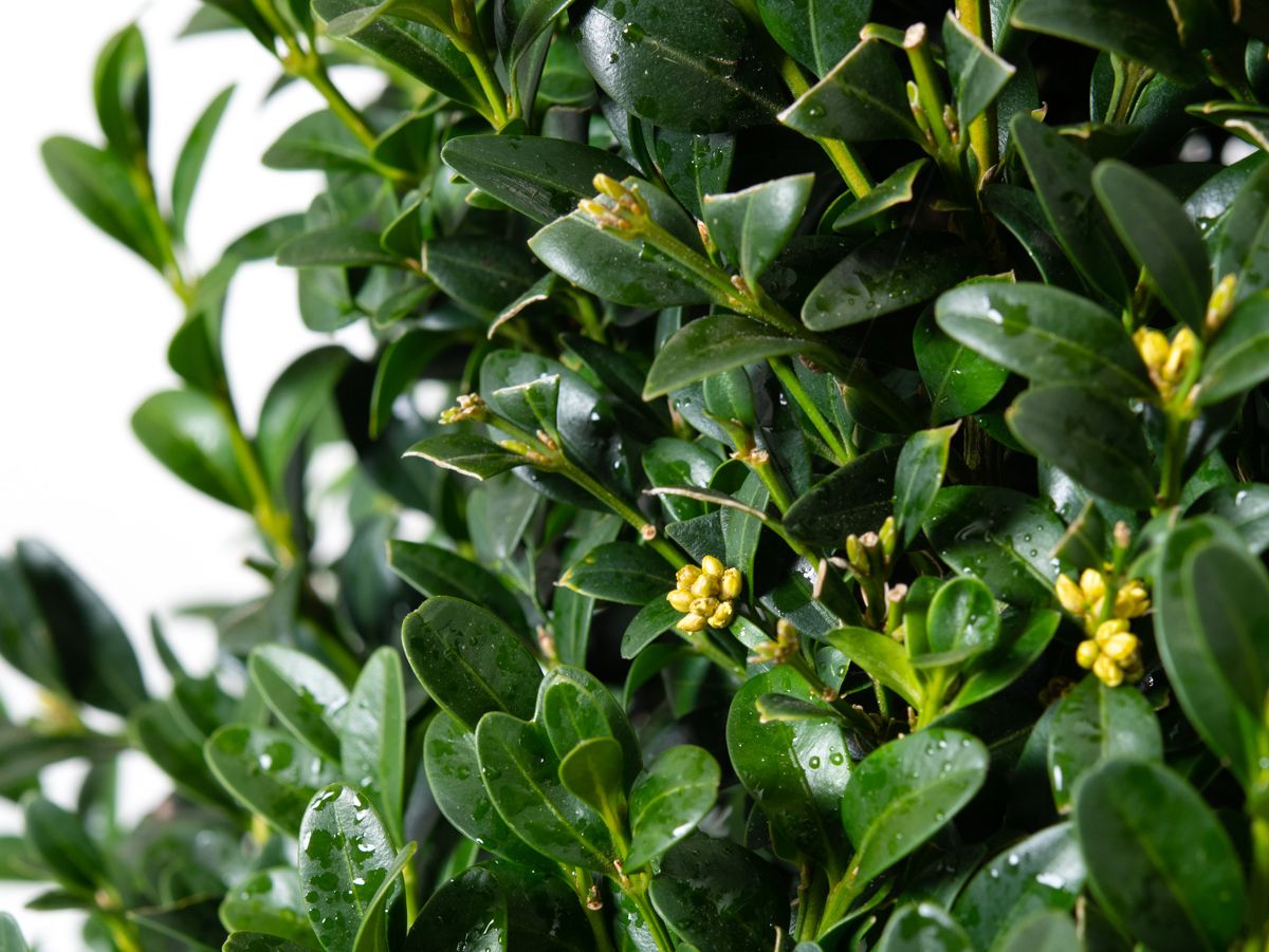 Buchsbaum - Buxus sempervirens Arborescens günstig kaufen