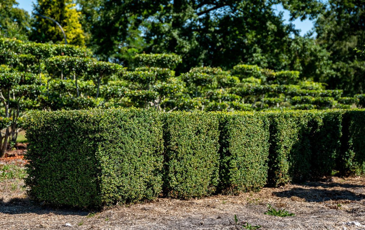Buchsbaum - Buxus sempervirens Arborescens günstig kaufen