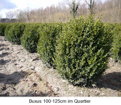 Buchsbaum - Buxus sempervirens Arborescens günstig kaufen