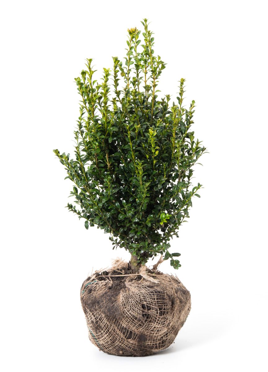 Buchsbaum - Buxus sempervirens Arborescens günstig kaufen