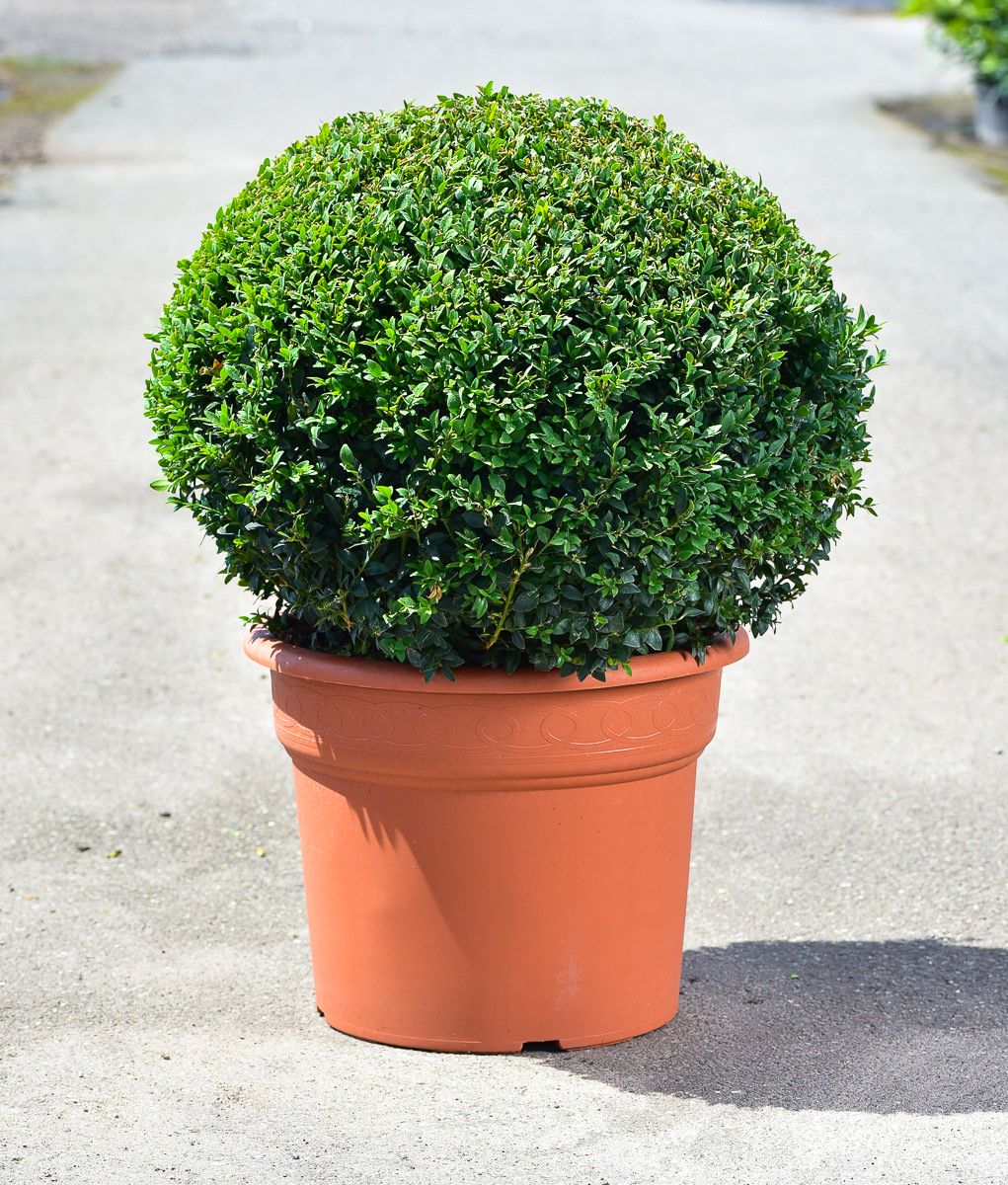 Buchsbaum - Buxus sempervirens Arborescens günstig kaufen