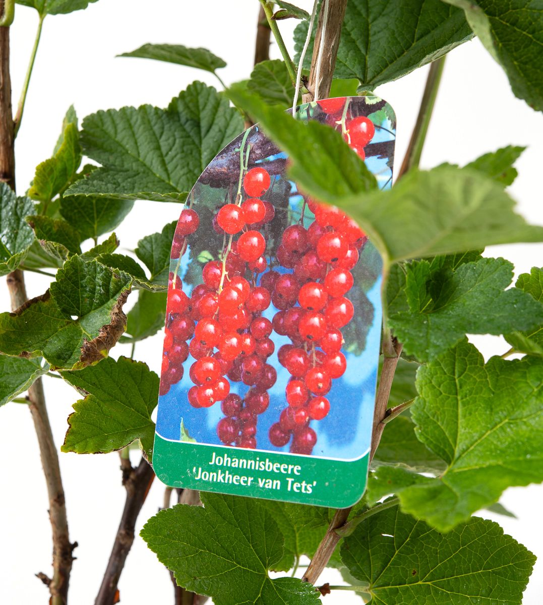 Johannisbeere i.S., rot - Ribes rubrum i.S. günstig online kaufen