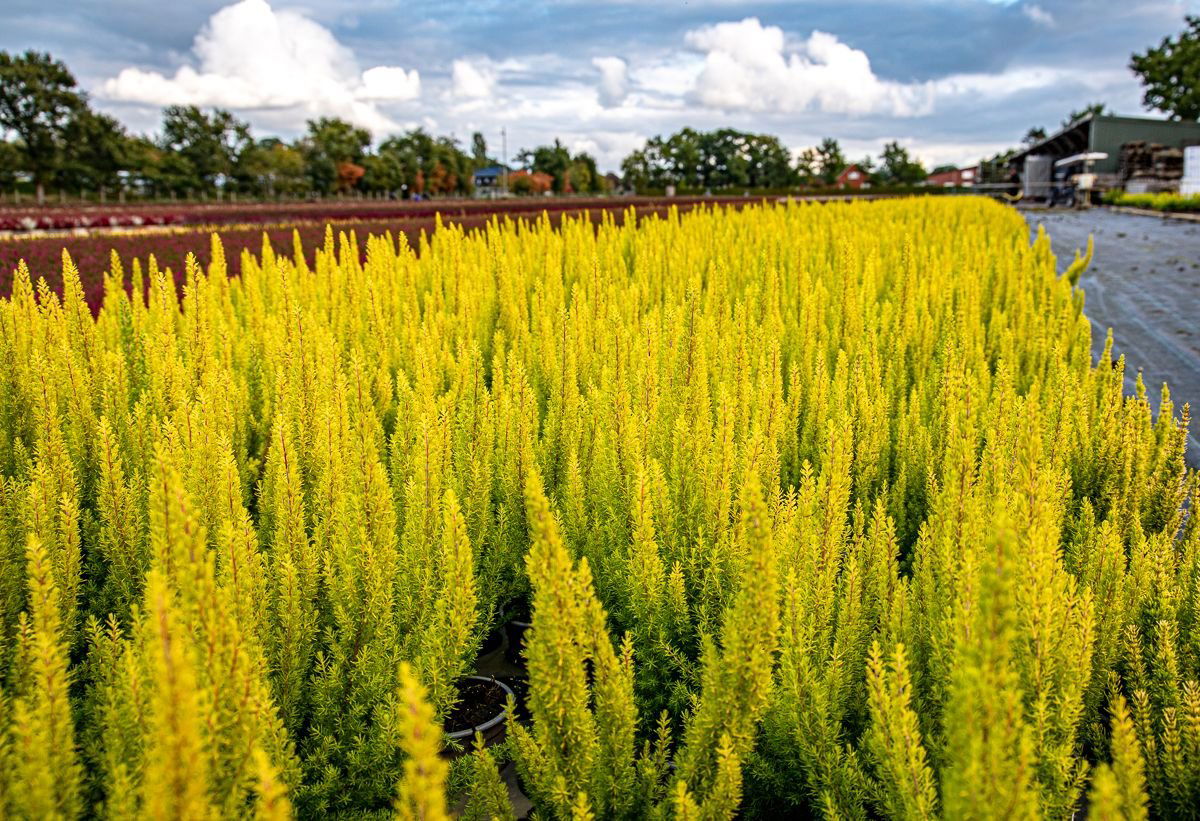 Baumheide Alberts Gold - Erica arborea Alberts Gold günstig kaufen