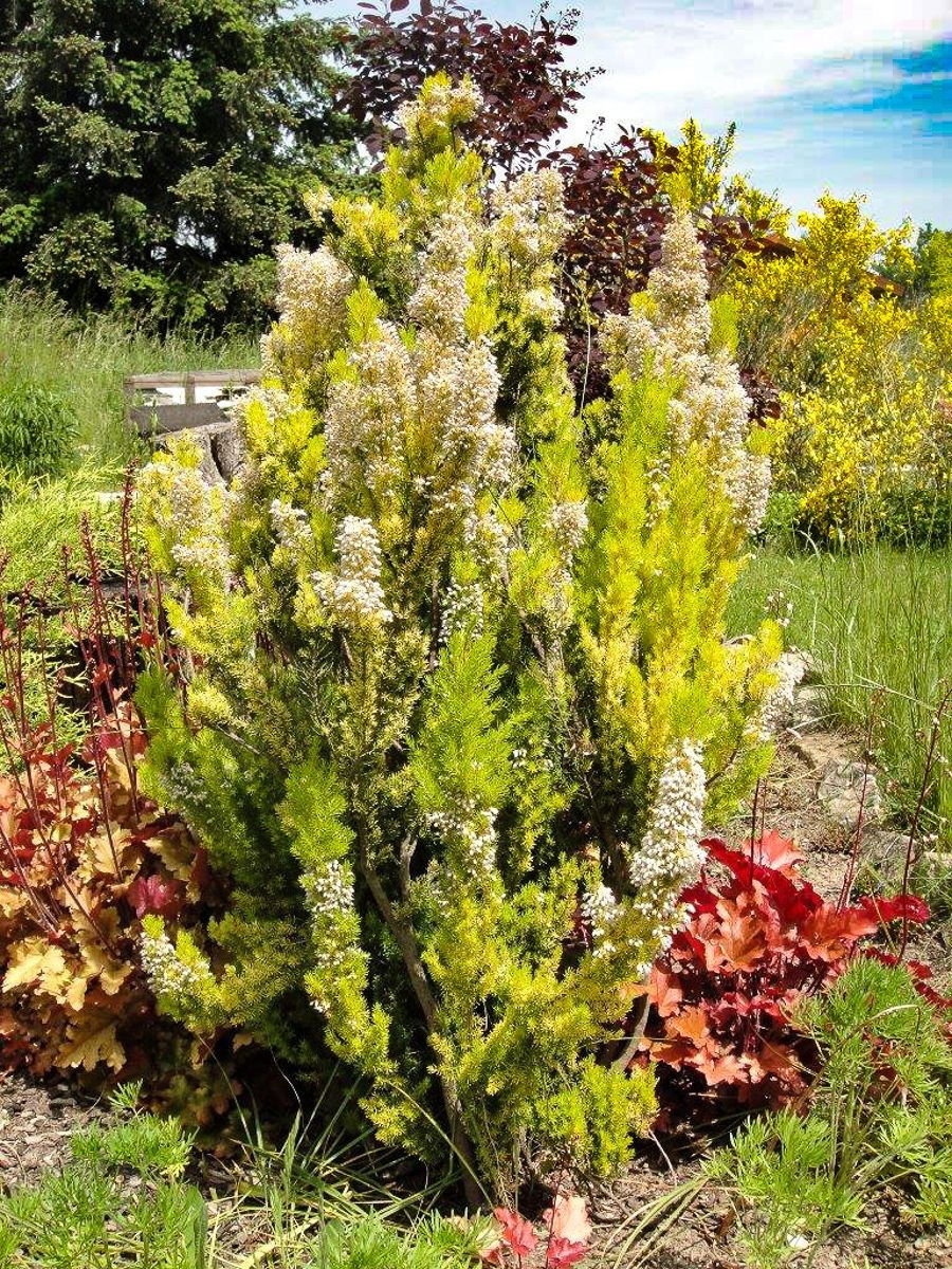 Baumheide Alberts Gold - Erica arborea Alberts Gold günstig kaufen