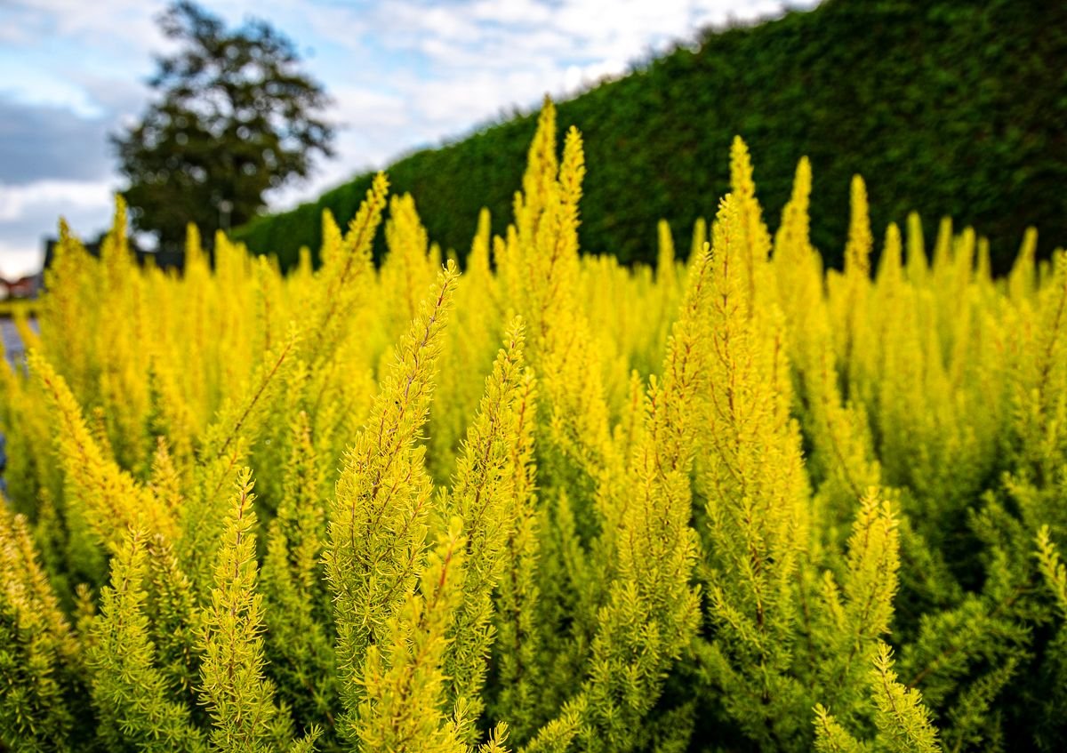 Baumheide Alberts Gold - Erica arborea Alberts Gold günstig kaufen