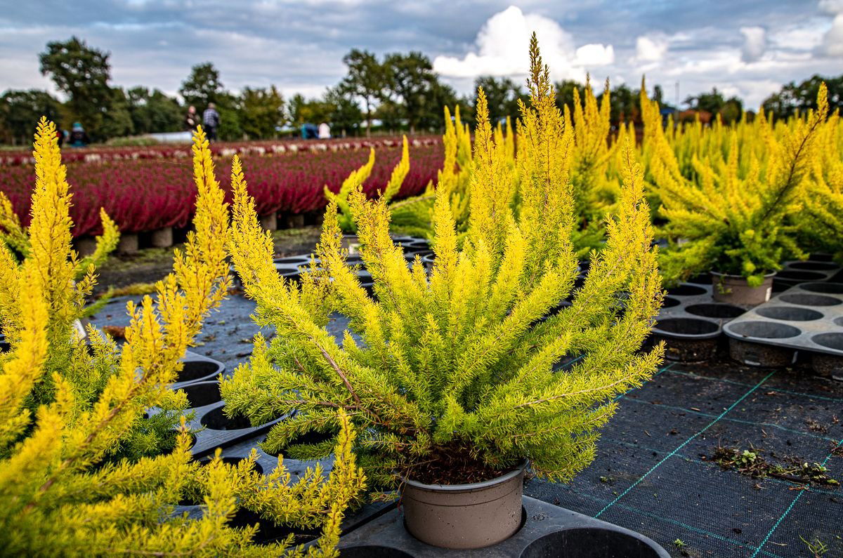 Baumheide Alberts Gold - Erica arborea Alberts Gold günstig kaufen