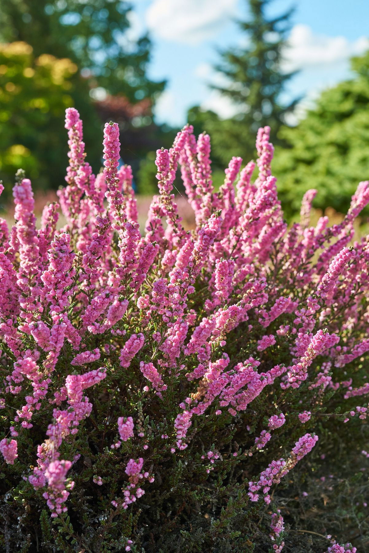 Besenheide Peter Sparkes - Calluna vulgaris Peter Sparkes günstig kaufen