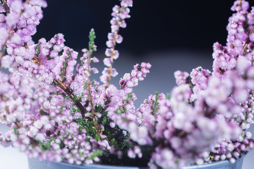 Besenheide Peter Sparkes - Calluna vulgaris Peter Sparkes günstig kaufen