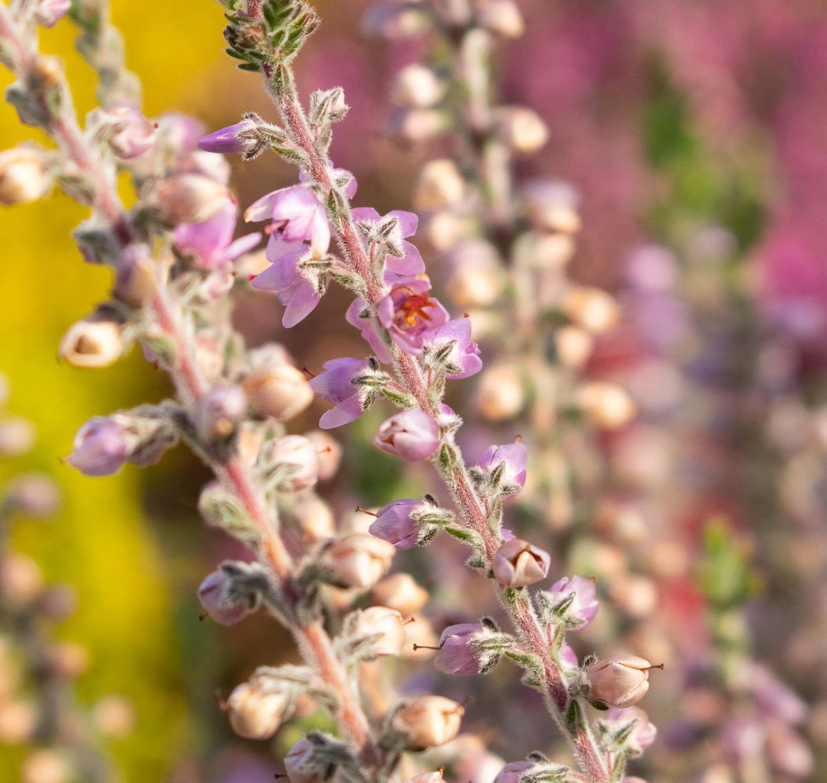 Besenheide Silver Knight - Calluna vulgaris Silver Knight günstig kaufen