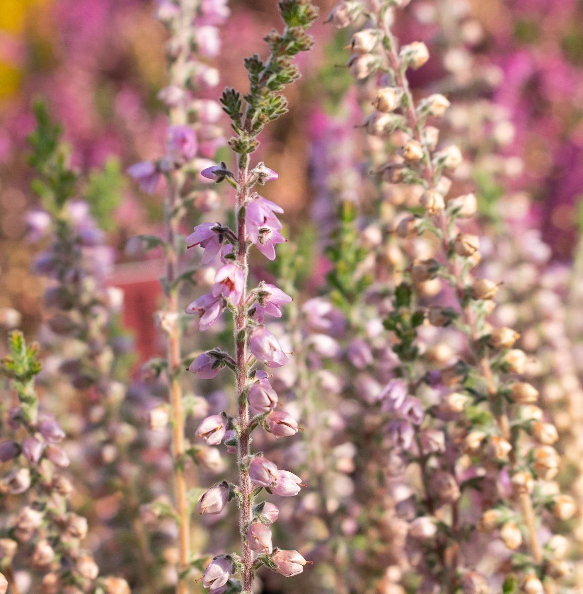 Besenheide Silver Knight - Calluna vulgaris Silver Knight günstig kaufen