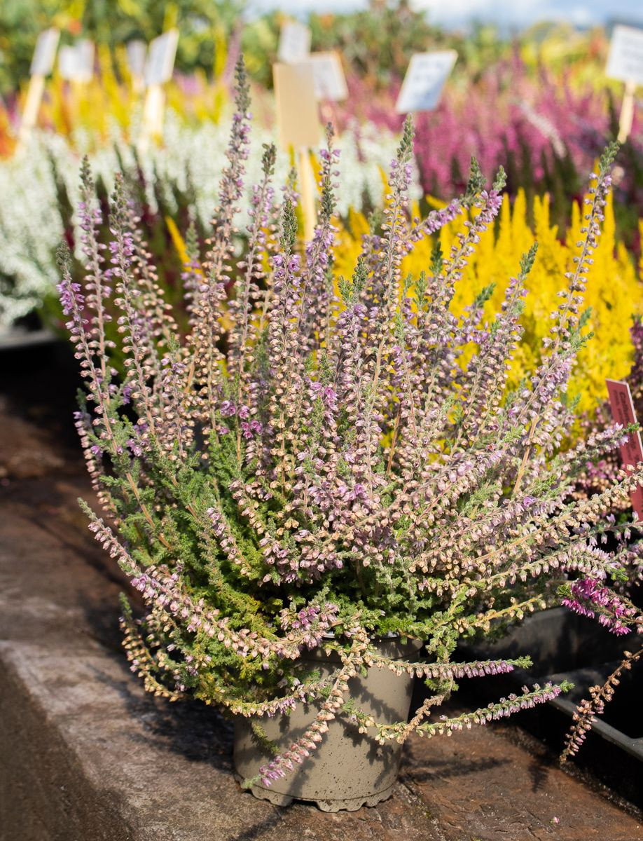 Besenheide Silver Knight - Calluna vulgaris Silver Knight günstig kaufen