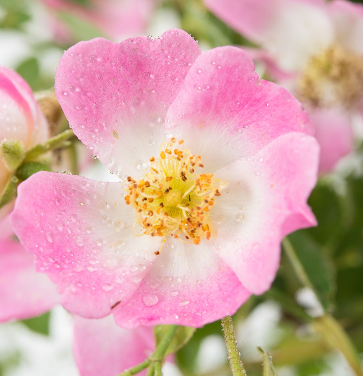 Kletterrose Kew Rambler - Rosa Kew Rambler günstig kaufen